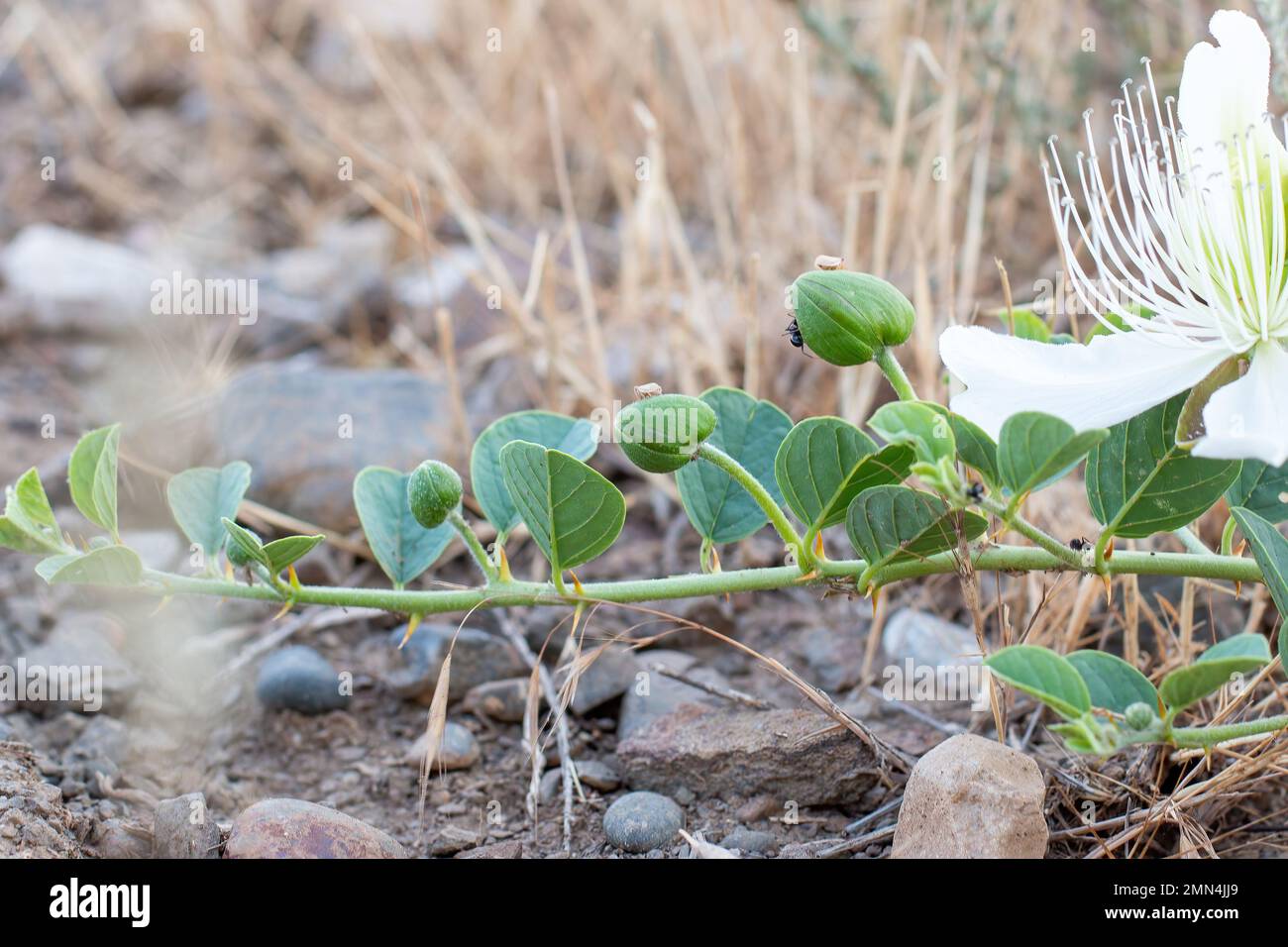 Flowering plant Capparis spinosa. White flowers and buds with green ...