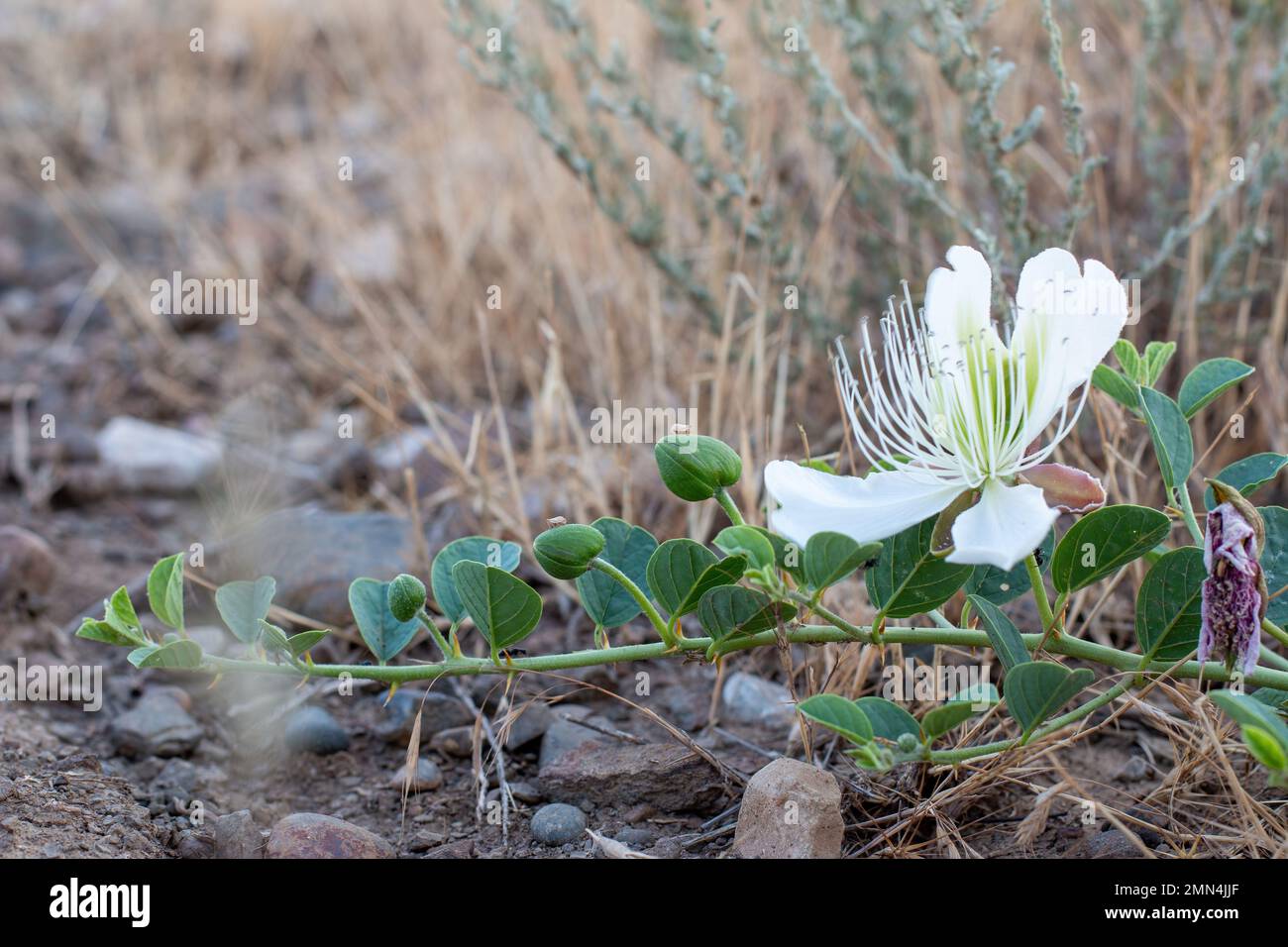 Flowering plant Capparis spinosa. White flowers and buds with green ...