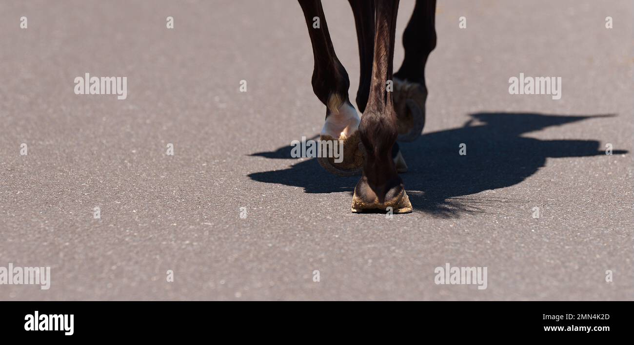 The horse runs on the asphalt road, the detail of the hooves Stock ...