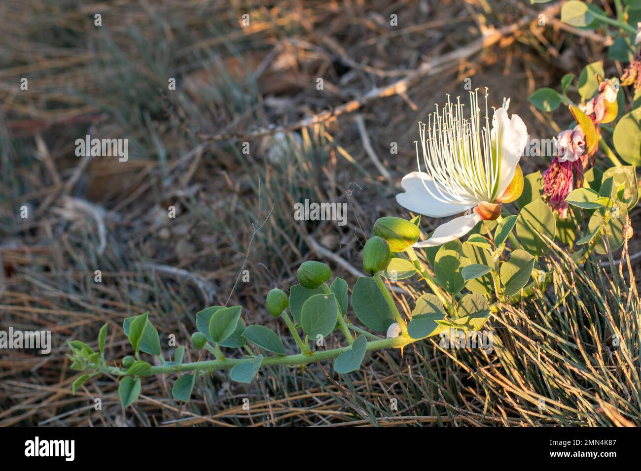 Flowering plant Capparis spinosa. White flowers and buds with green ...