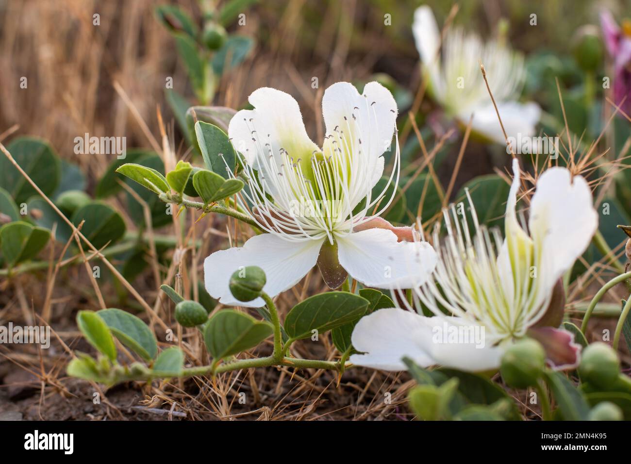 Flowering plant Capparis spinosa. White flowers and buds with green ...