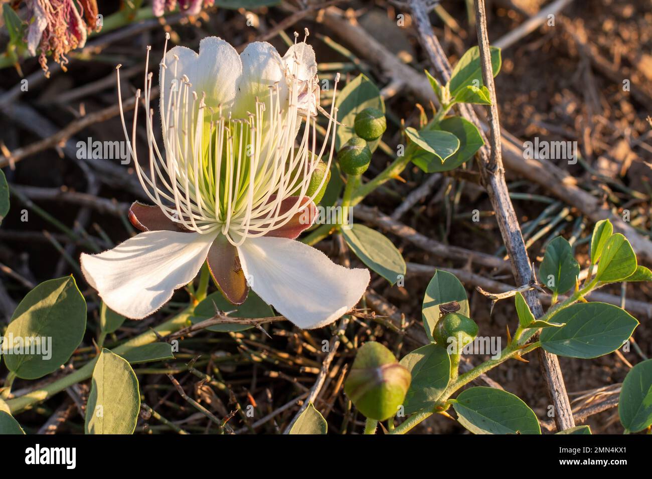 Flowering plant Capparis spinosa. White flowers and buds with green ...