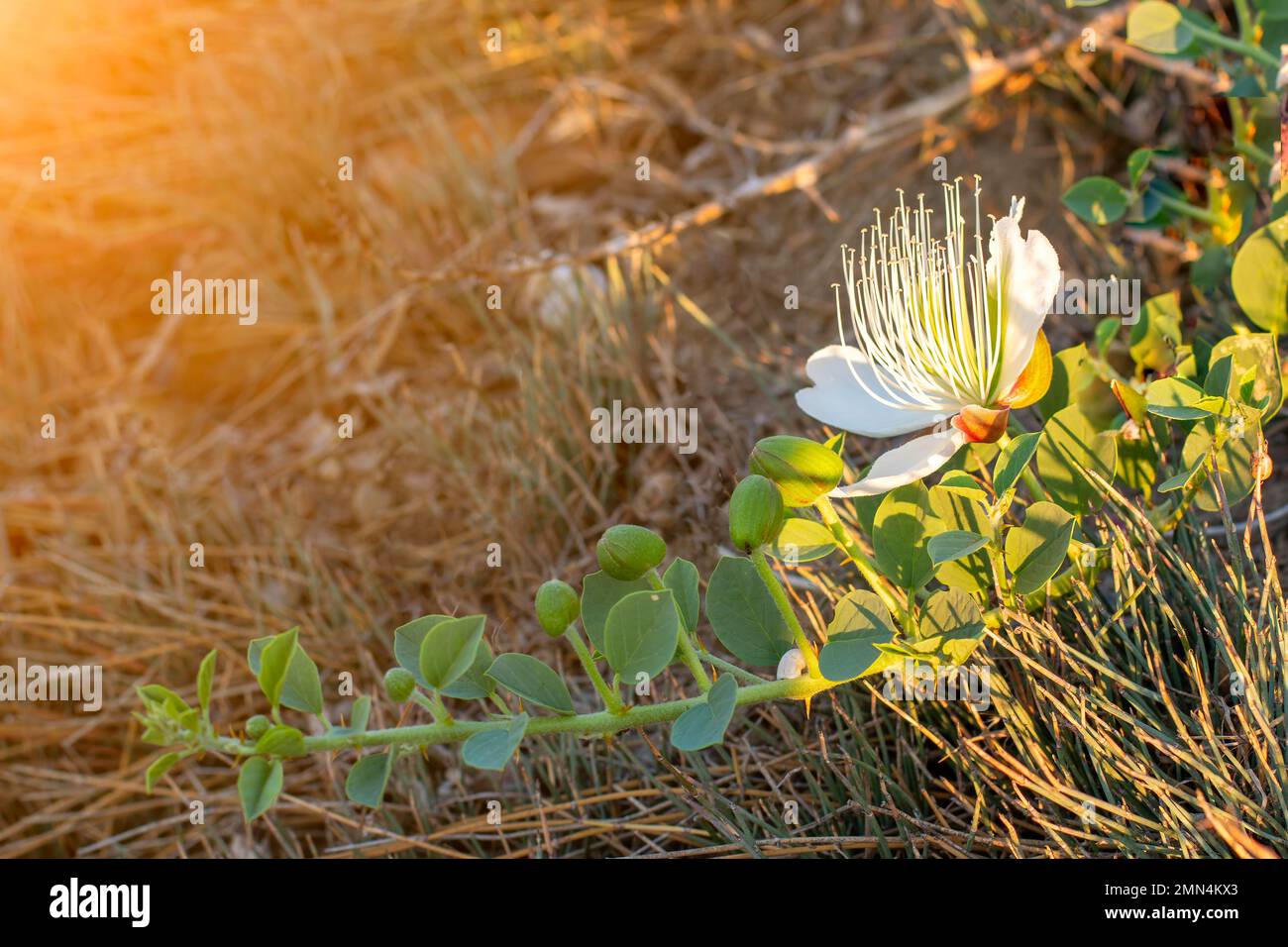 Flowering plant Capparis spinosa. Close-up of a single white flower ...