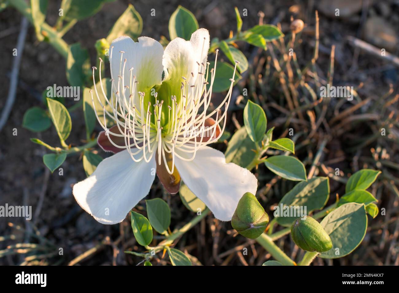 Flowering plant Capparis spinosa. Close-up of a single white flower ...