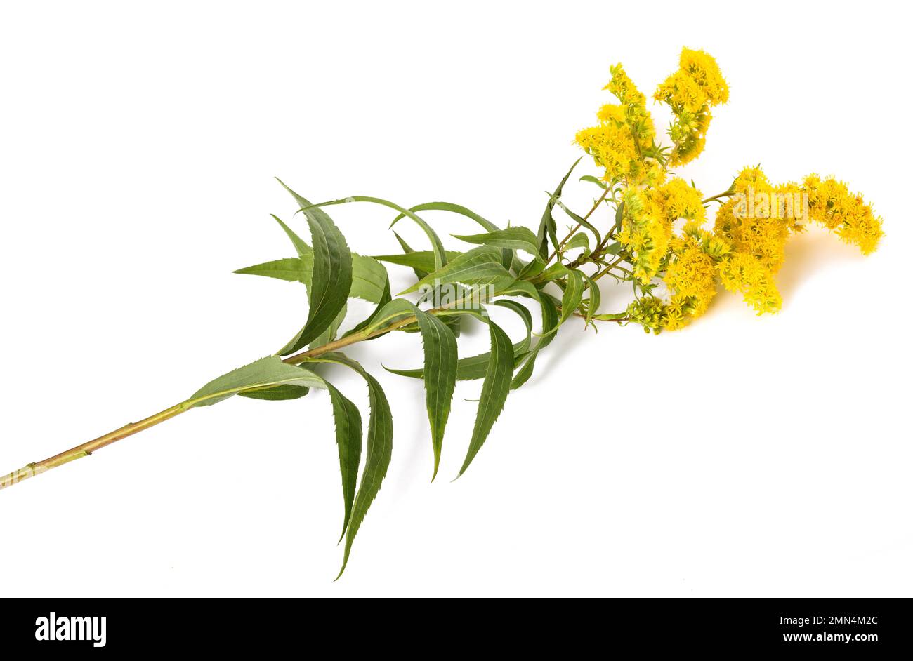 Goldenrod flowers isolated on white background Stock Photo - Alamy