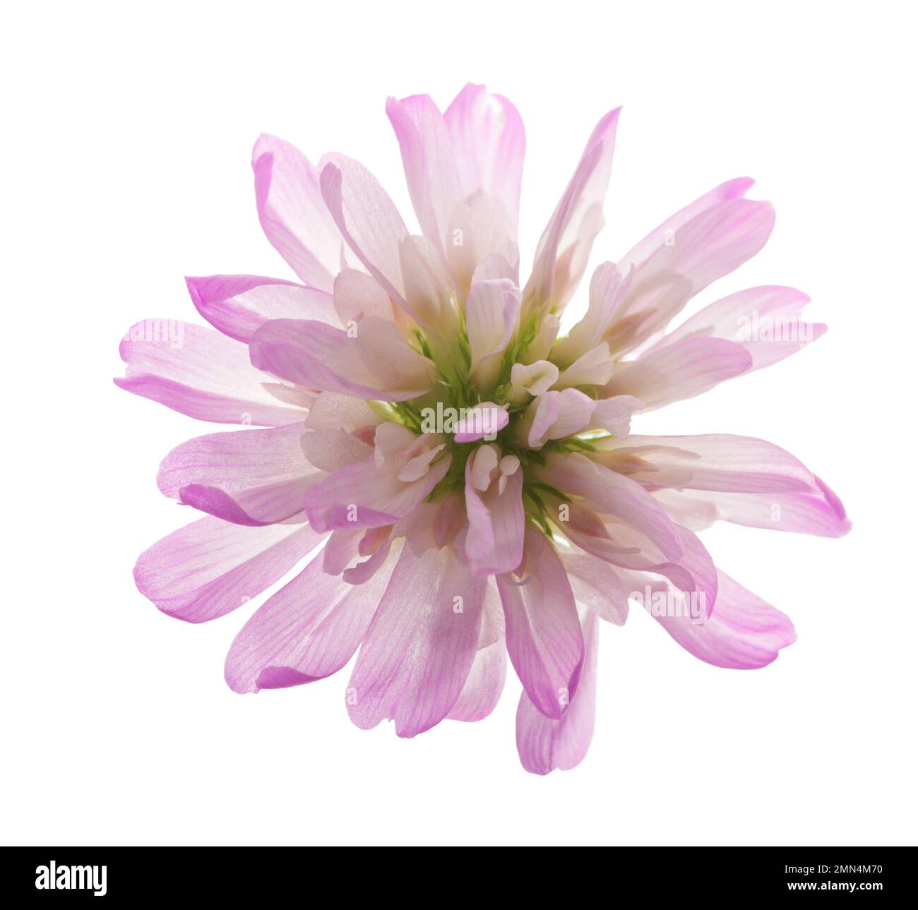 Reversed clover flower (Trifolium resupinatum) isolated on white ...