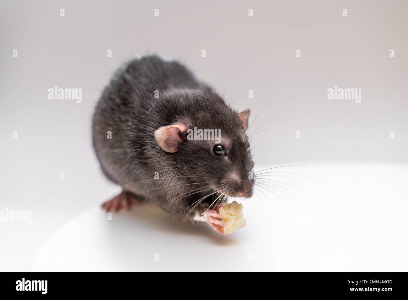 Domestic black dumbo rat sits and eats food on a white background. The ...
