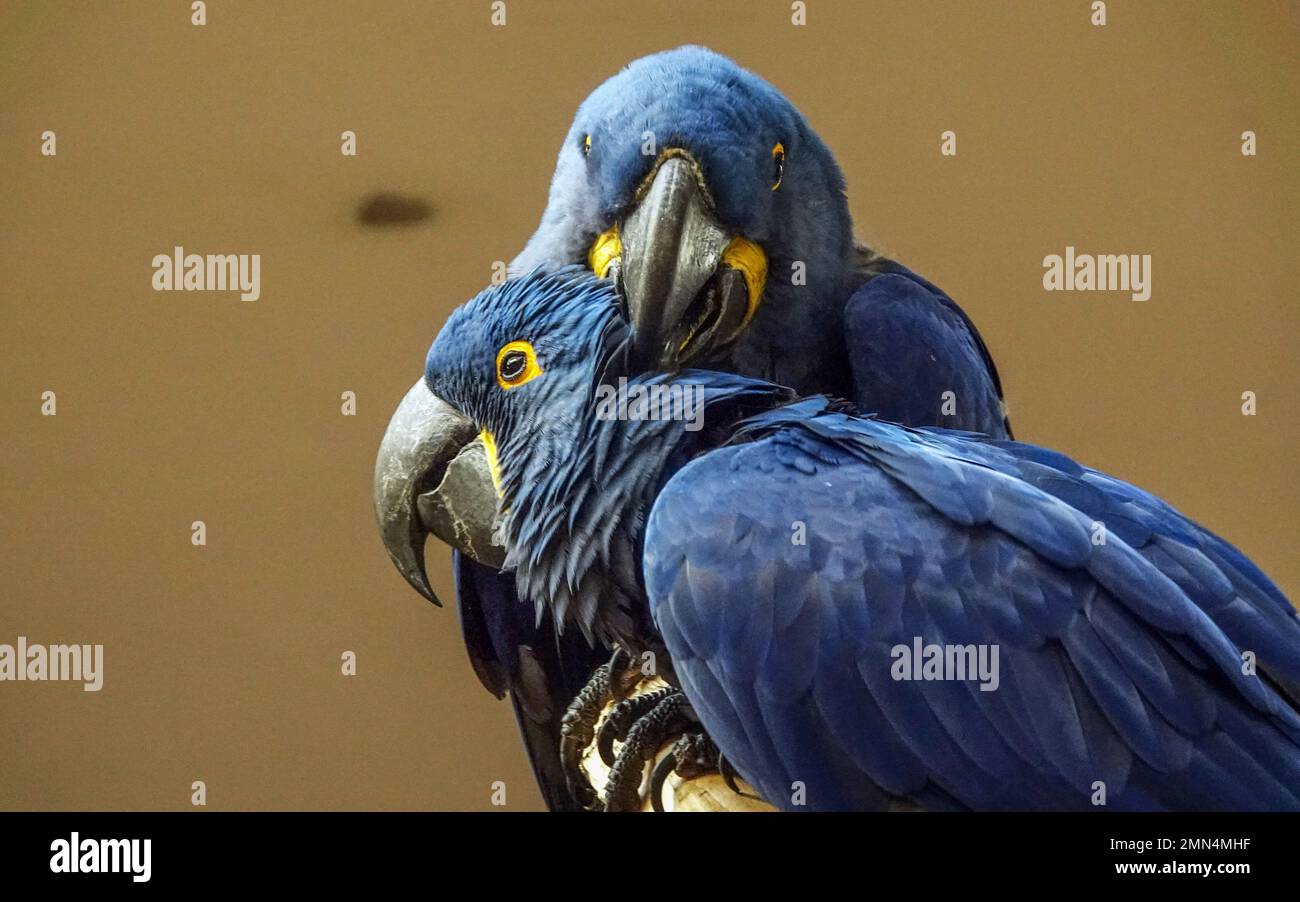 Wuppertal, Germany. 30th Jan, 2023. Two macaws sit on a branch at ...