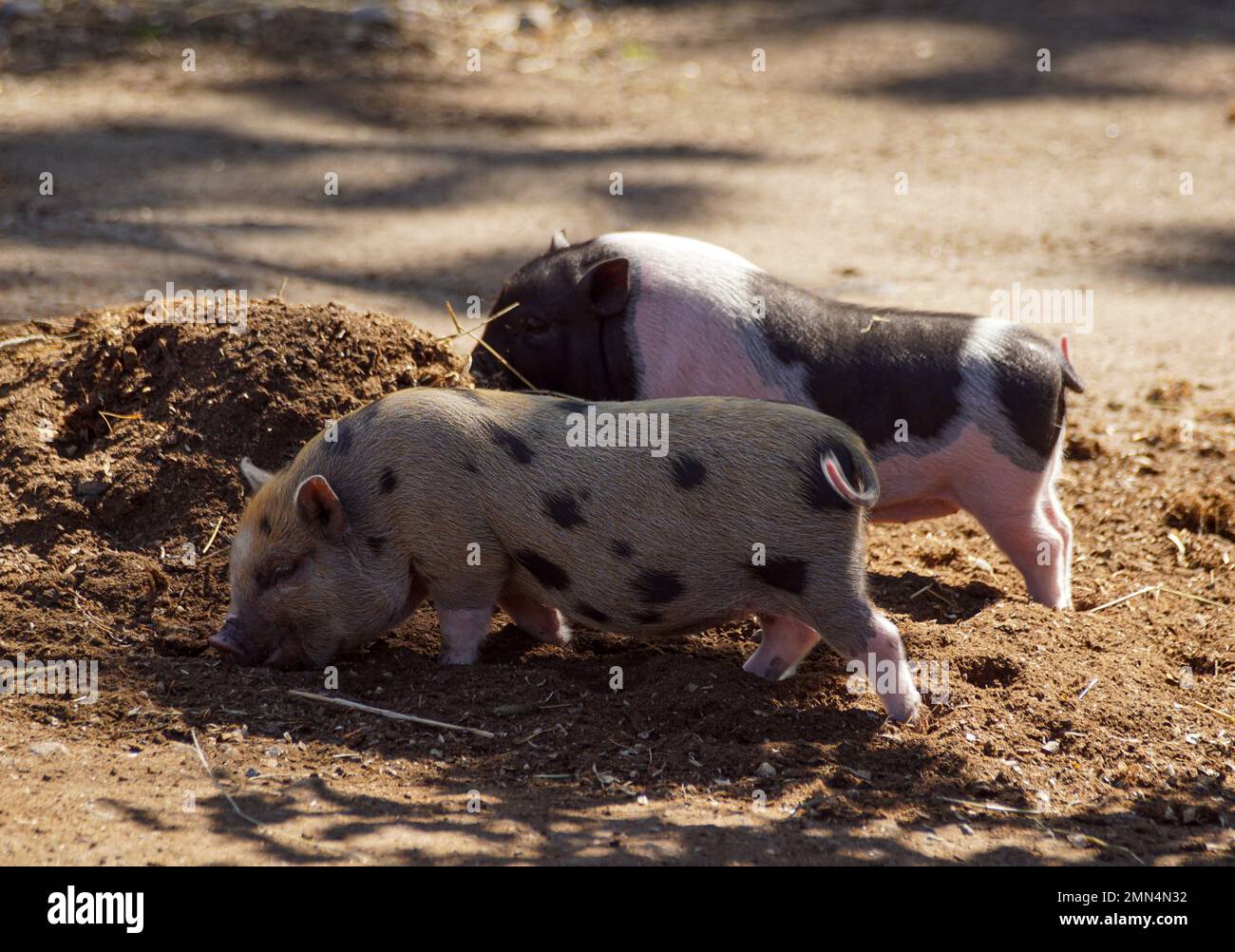 Miniature pigs hi-res stock photography and images - Alamy