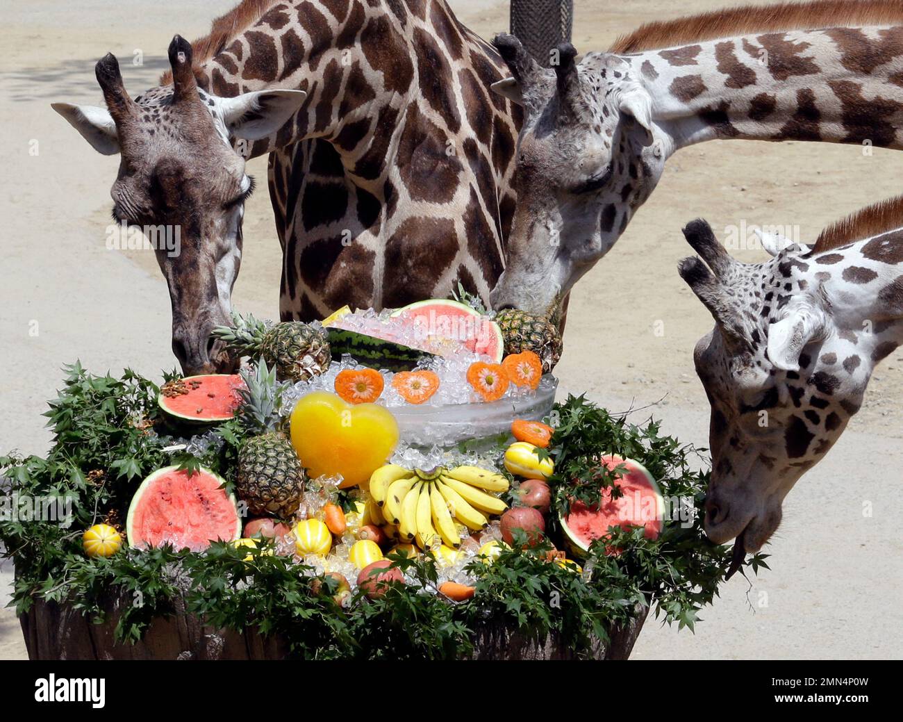 Giraffes eat fruits chilled on ice at the Everland Amusement Park in ...