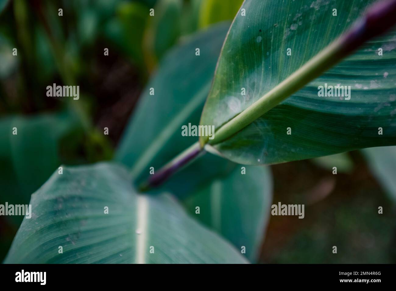 Leaf nodes hi-res stock photography and images - Alamy