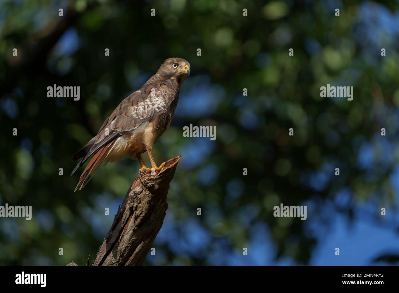 White Eyed Buzzard on a beautiful morning in tadoba national park with ...