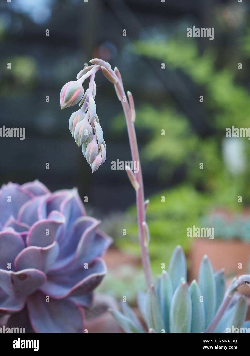 Echeveria hookeri hi-res stock photography and images - Alamy