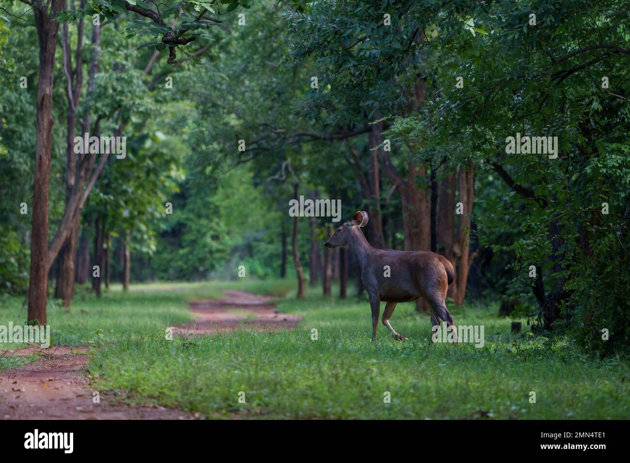Sambar deer (Rusa unicolor) standing between the trees and looking back ...