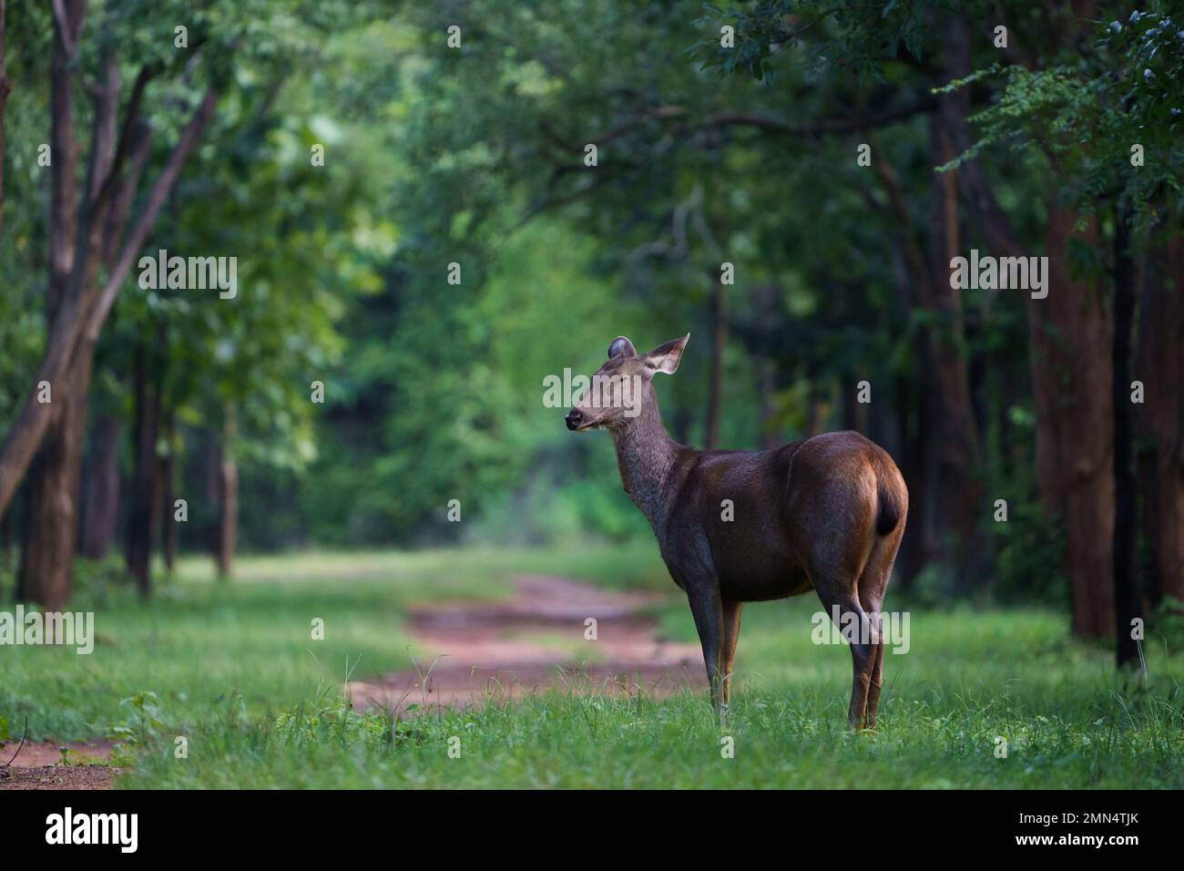 Sambar deer (Rusa unicolor) standing between the trees and looking back ...