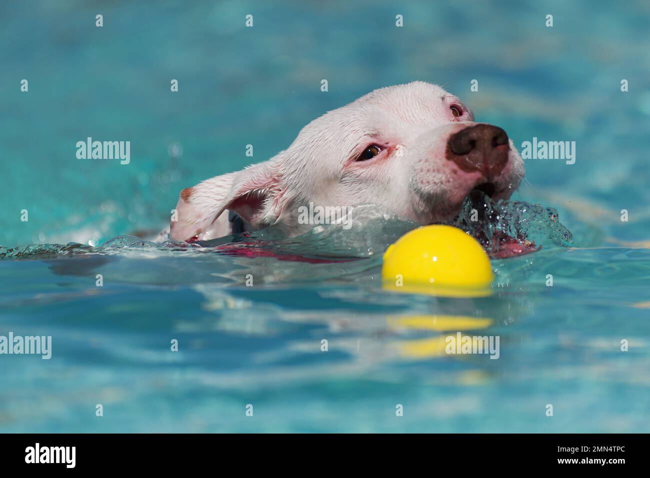 Pitbull mutt hi-res stock photography and images - Alamy