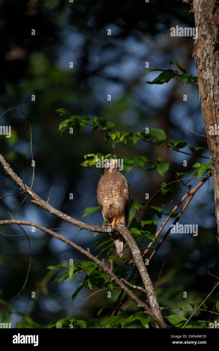 White Eyed Buzzard on a beautiful morning in tadoba national park with ...