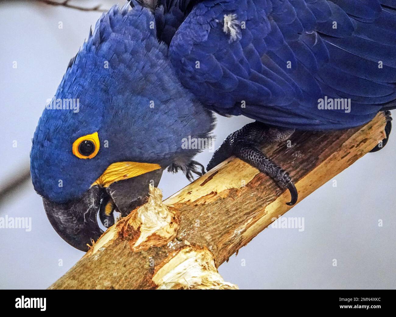 Wuppertal, Germany. 30th Jan, 2023. A macaw sitting on a branch at ...