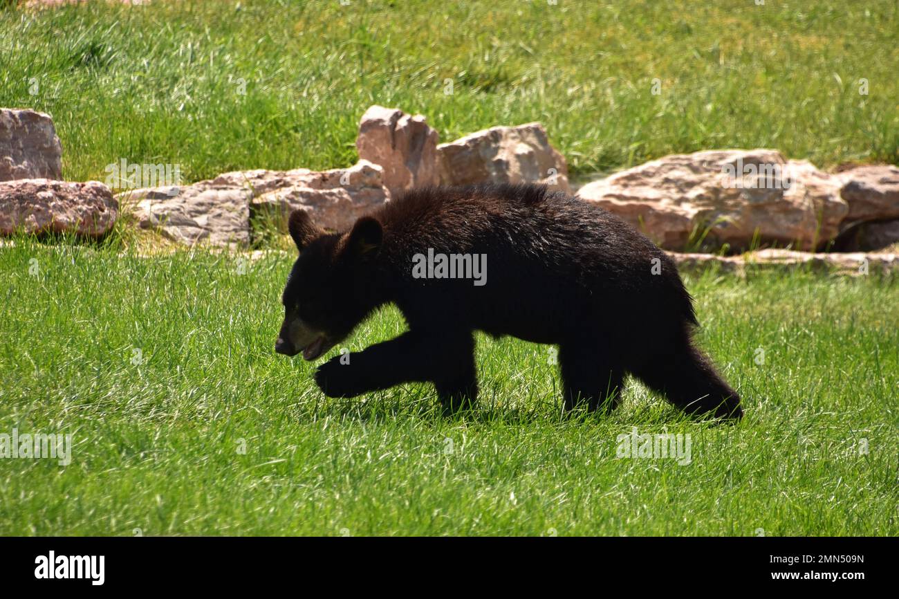 Adorable black bear cub prowling through tall long grasses in the ...