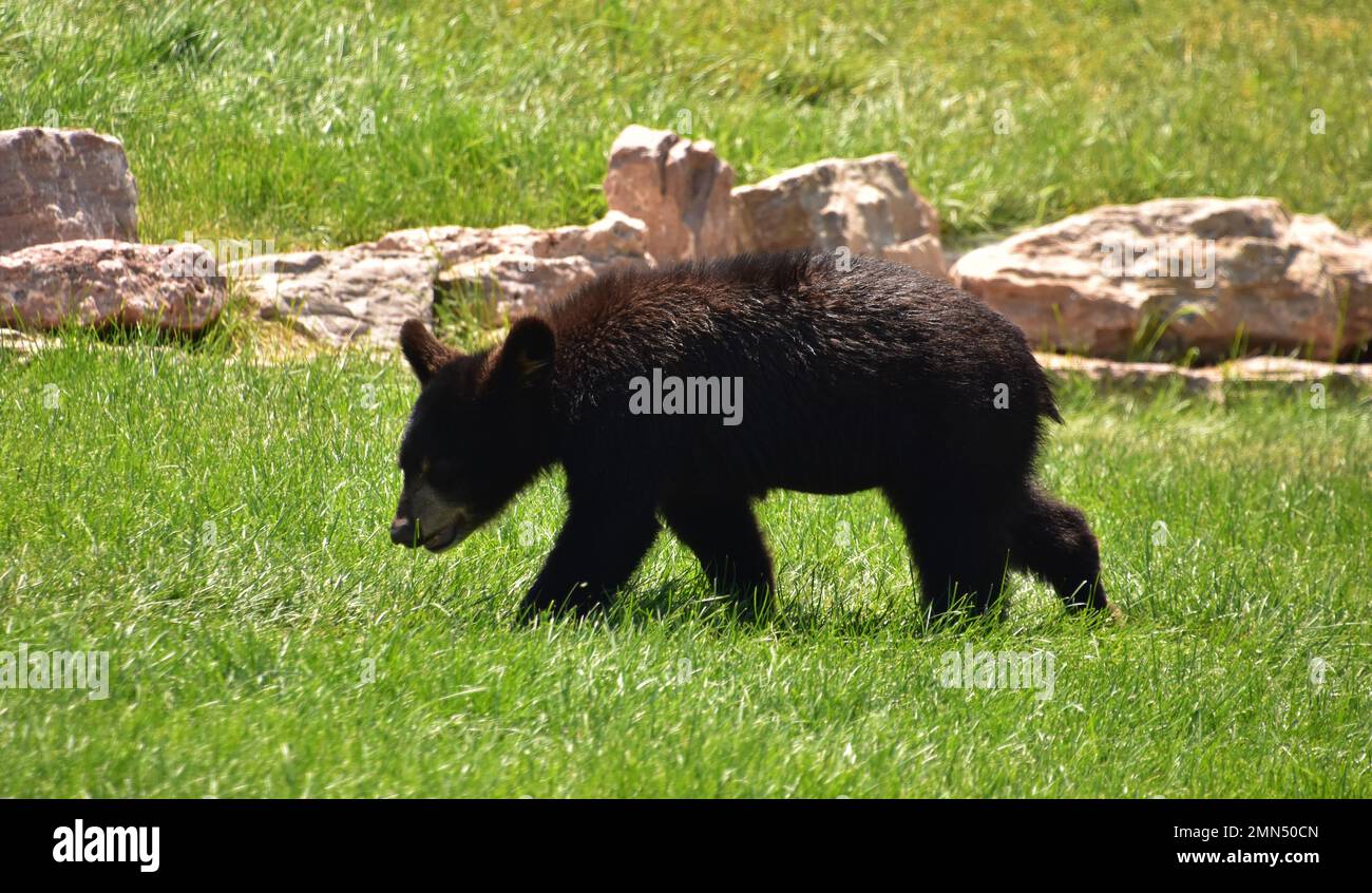 Small black bear cub walking through lush green summer grasses Stock Photo - Alamy