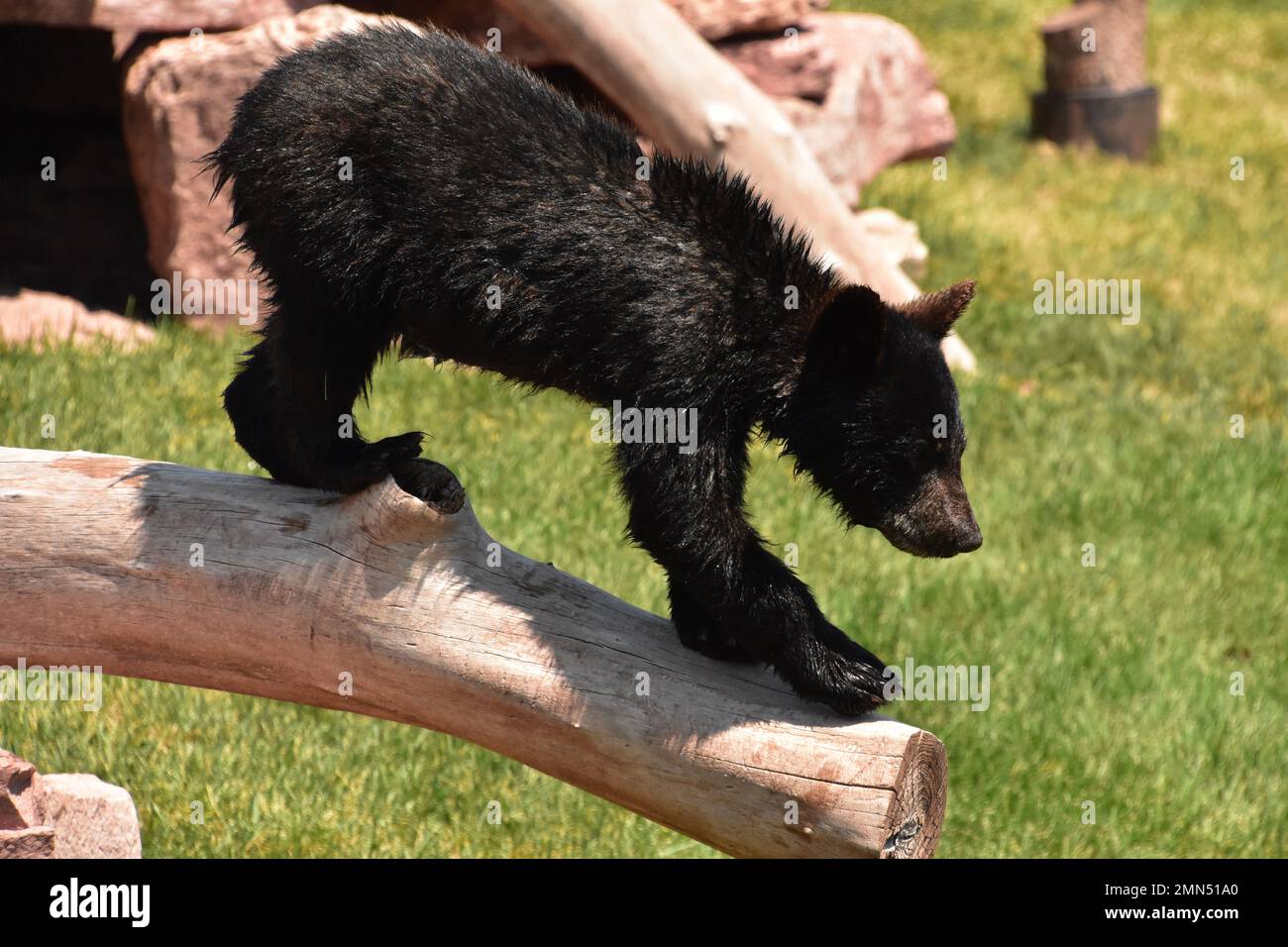 American black bear cub log hi-res stock photography and images - Alamy