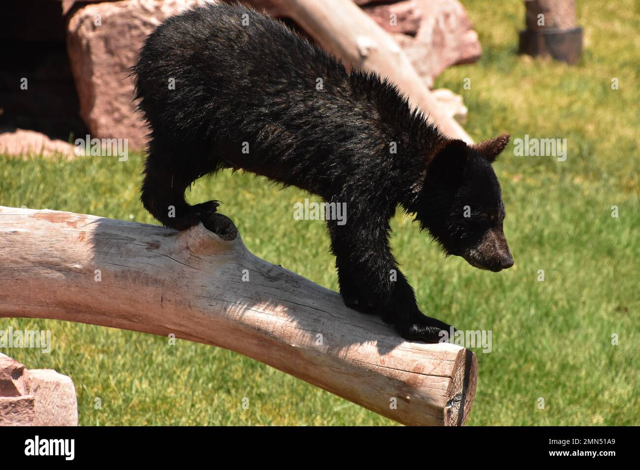 American black bear cub log hi-res stock photography and images - Alamy