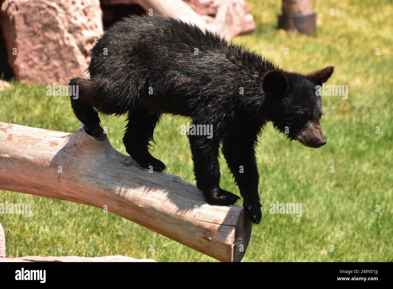 American black bear cub log hi-res stock photography and images - Alamy