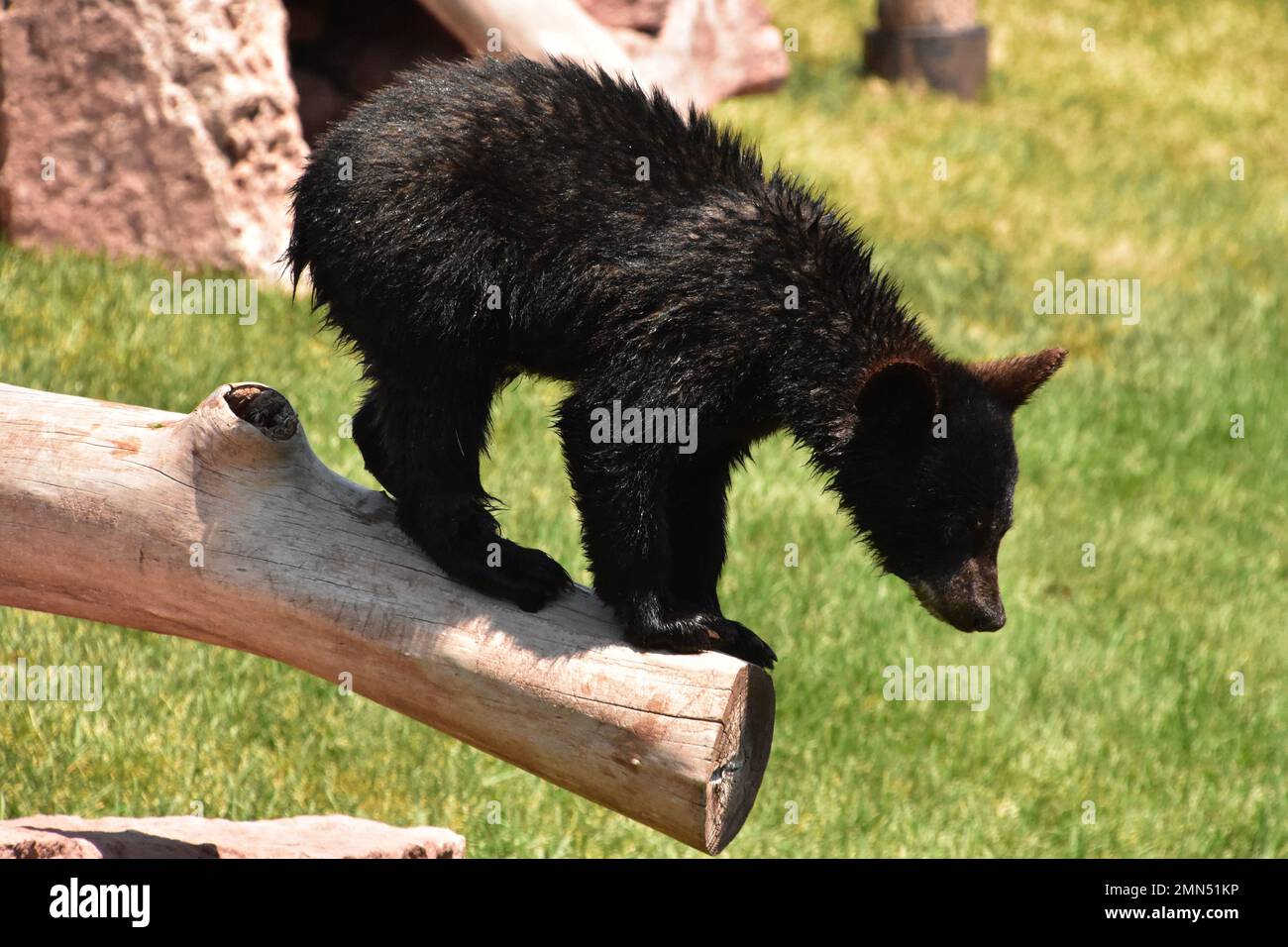 American black bear log hi-res stock photography and images - Alamy
