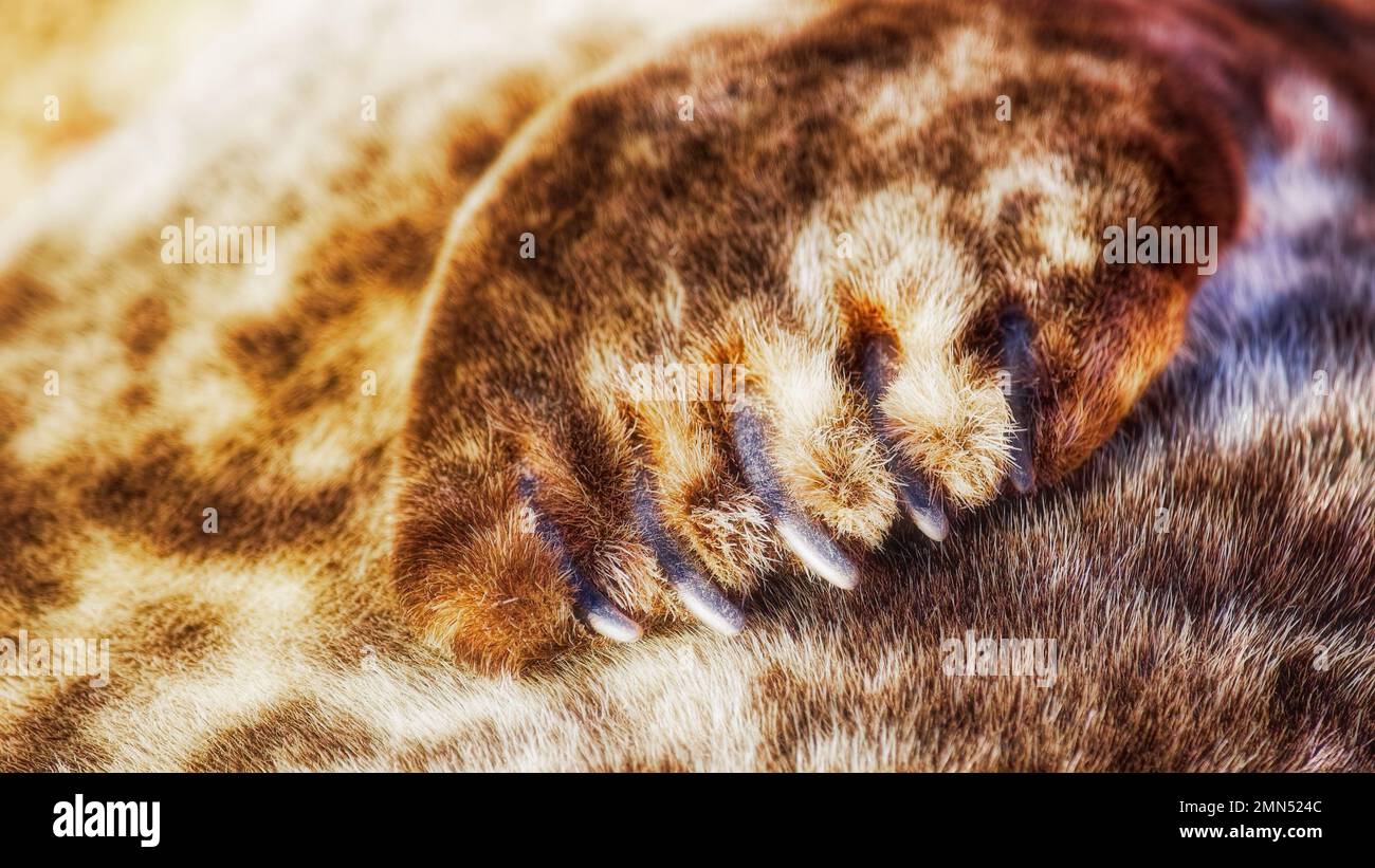 Grey seal pup's furry paw Stock Photo - Alamy