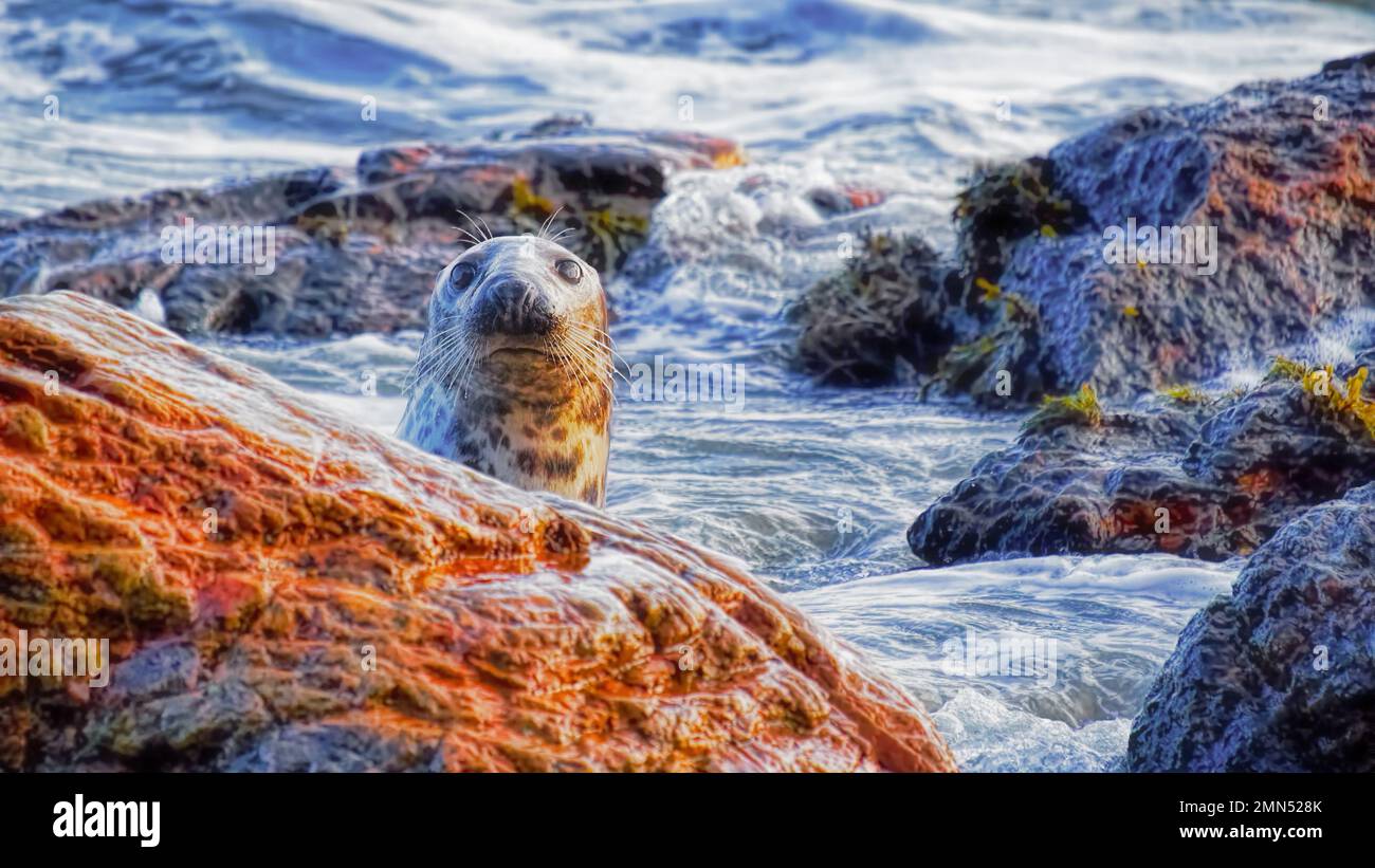 Seal looking at you hi-res stock photography and images - Alamy