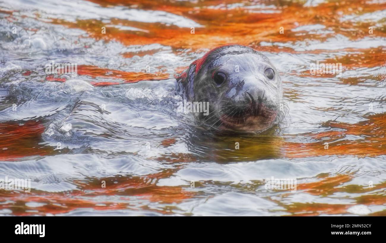 Harbor Seal Pup Swimming