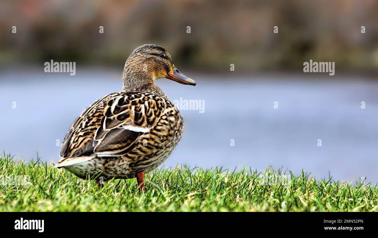 Female mallard standing on a grassy river bank Stock Photo - Alamy