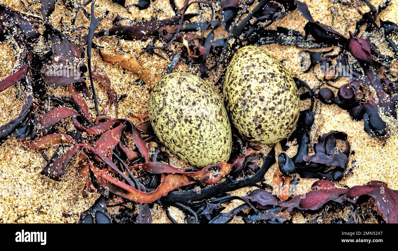 Arctic tern nest with eggs Stock Photo - Alamy