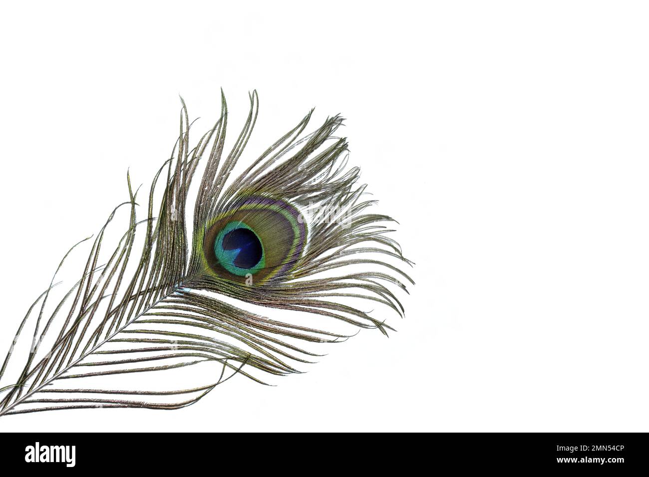 Wallpaper with diagonal peacock feathers on a white background Stock ...