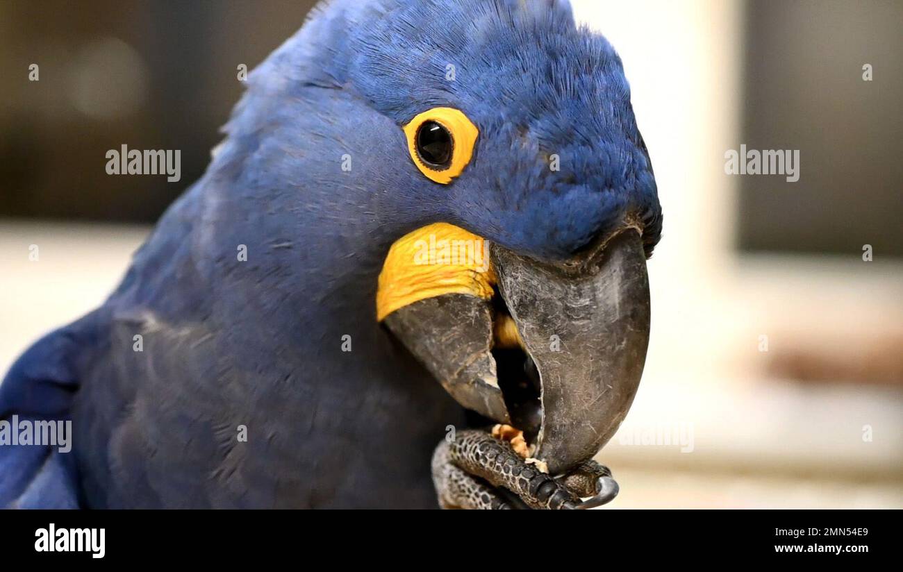 Karlsruhe, Germany. 26th Jan, 2023. A hyacinth macaw cracks a walnut in ...