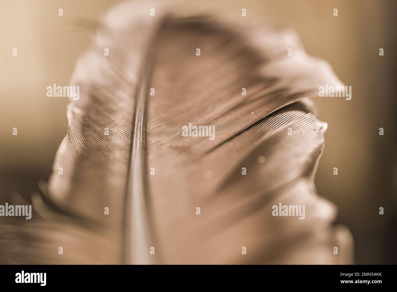Parrot feather macro texture, feather, animal UK, Macaw, grey ...