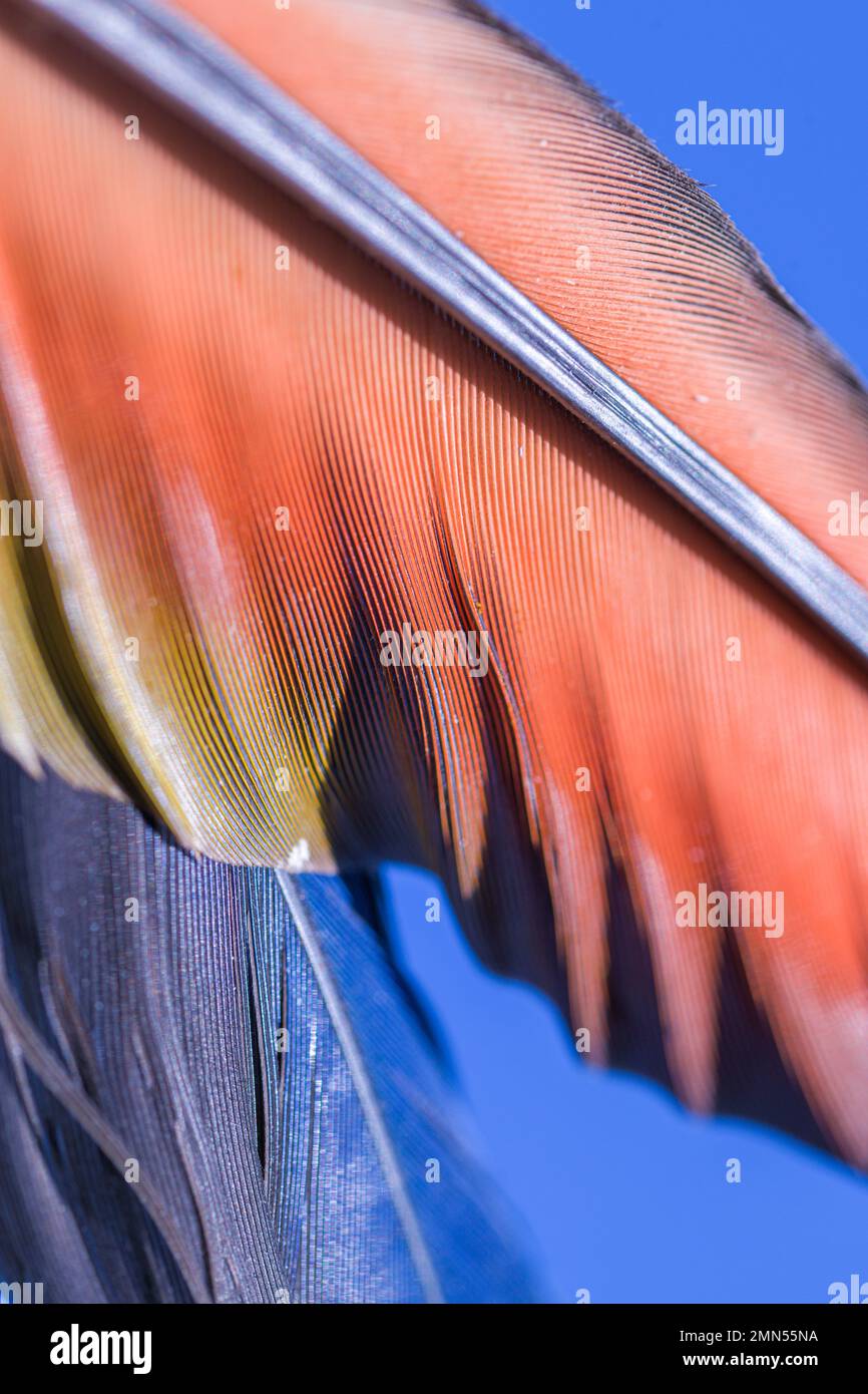 Parrot feather macro texture, feather, animal UK, Macaw, blue and red ...
