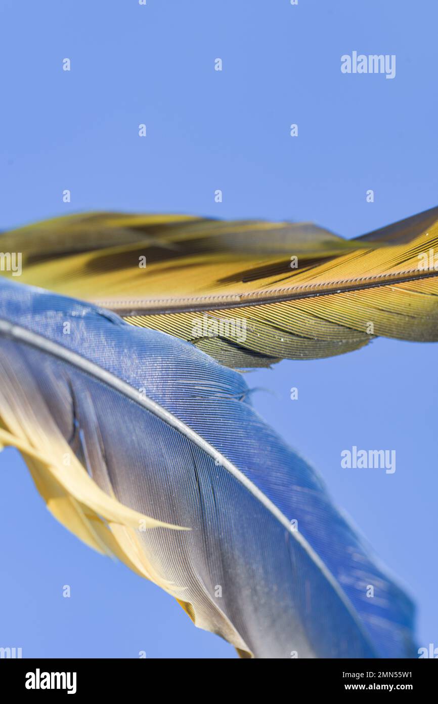 Parrot feather macro texture, feather, animal UK, Macaw, blue and ...
