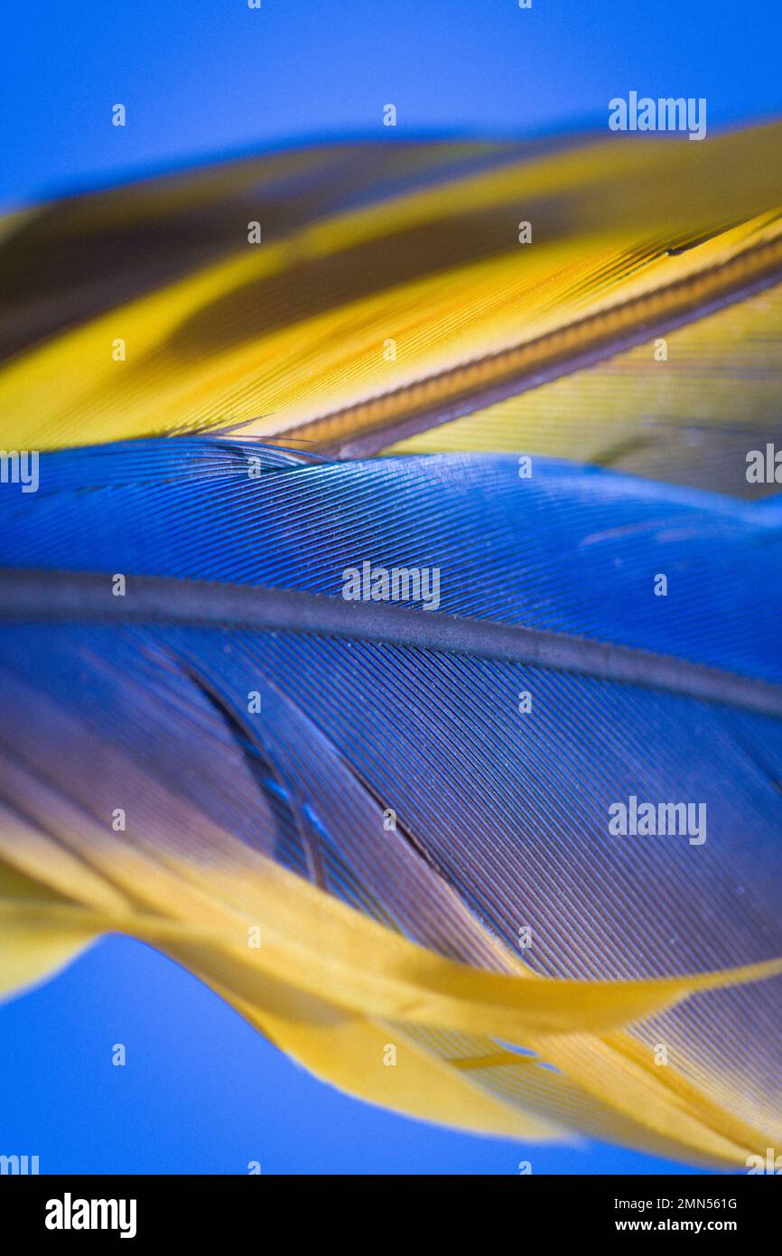 Parrot feather macro texture, feather, animal UK, Macaw, blue and ...