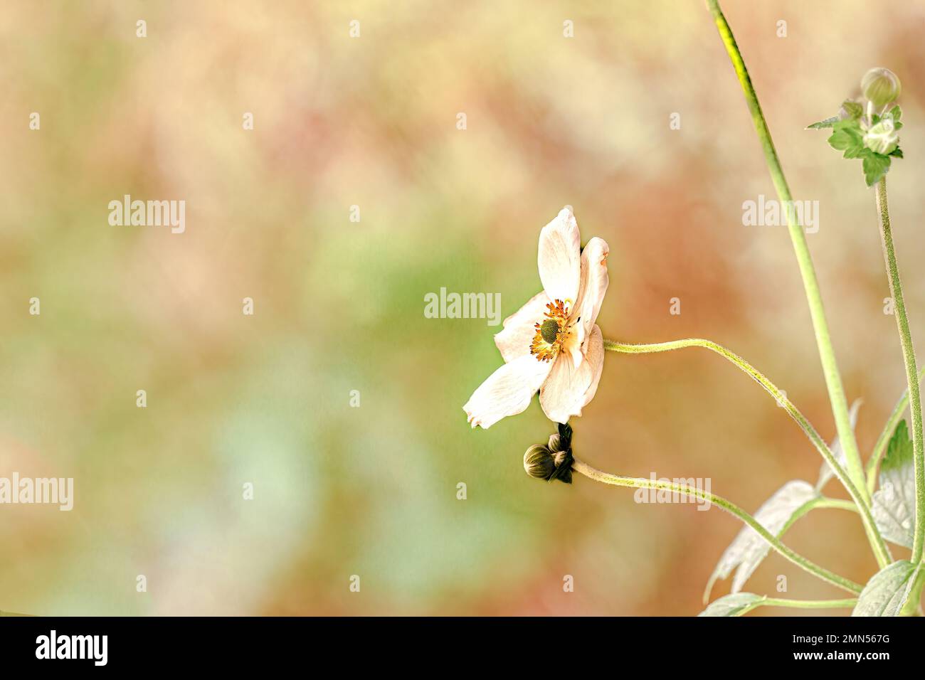 Snowdrop Windflower anamone sylvestris Stock Photo - Alamy