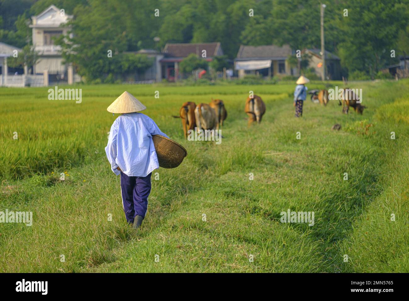 Tam shepherd hi-res stock photography and images - Alamy
