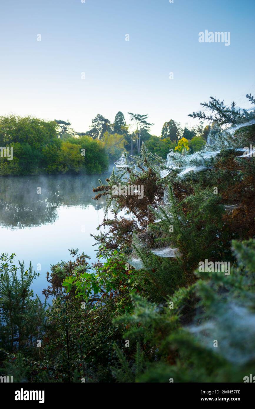 Spider webs on gorse bushes highlighted by dew near the Cemetery Lake ...