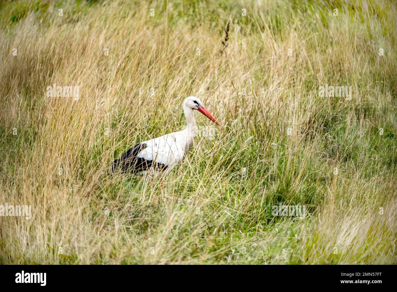 The stork (Ciconia ciconia), at first seriously endangered in the ...