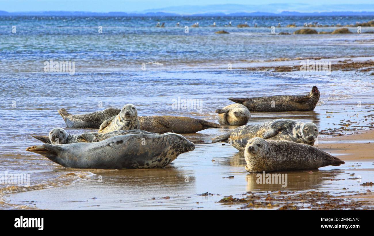Grey seals and common seals together on a beach Stock Photo - Alamy