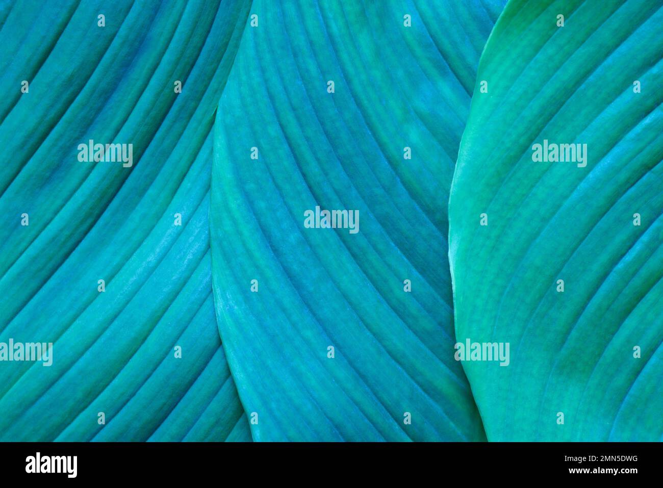Close-up macro nature exotic bright blue green leave texture tropical ...
