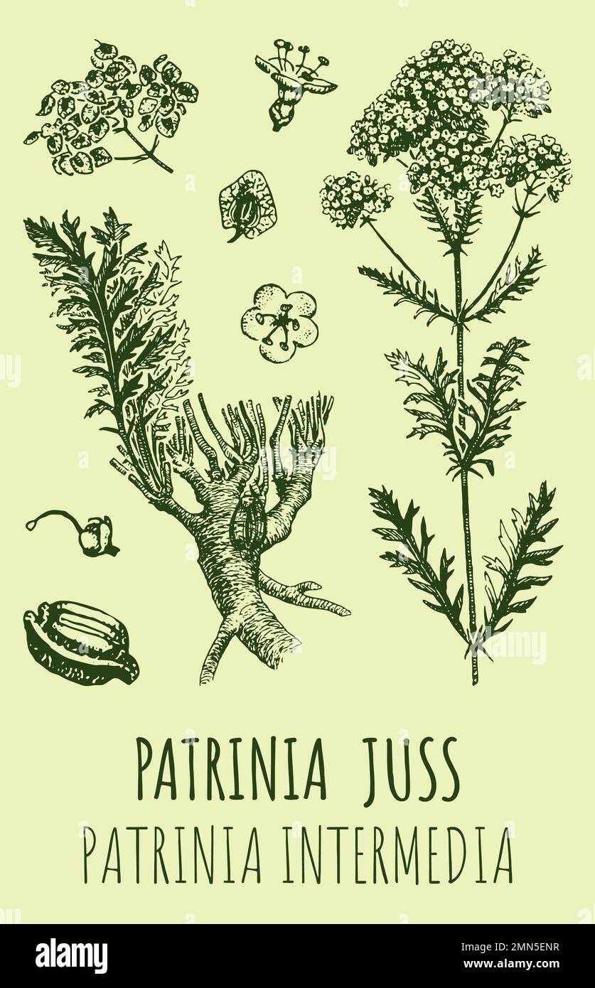 Drawings of PATRINIA. Hand drawn illustration. Latin name Patrinia JUSS ...
