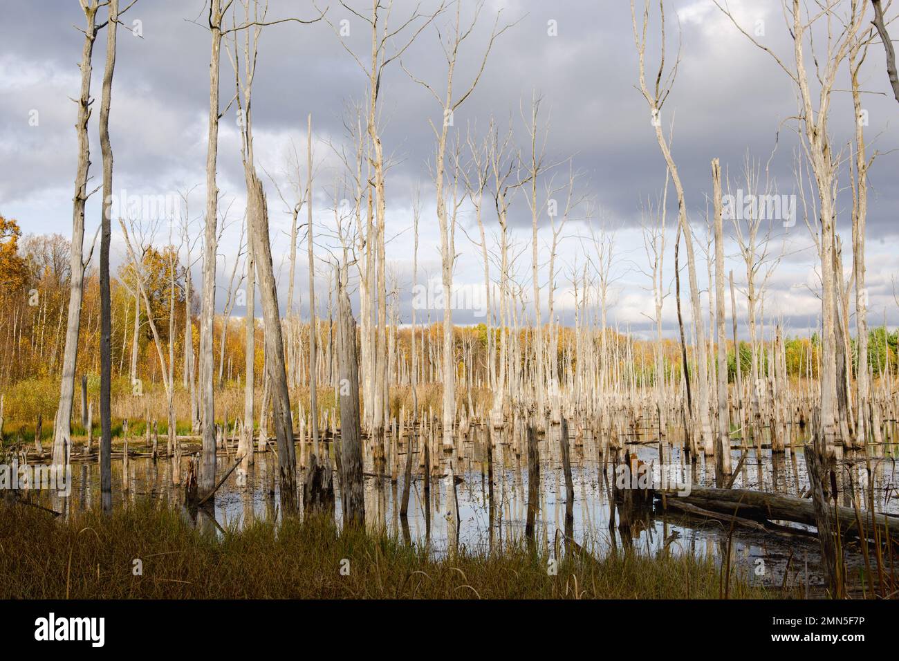 A swamp with dry dead trees, logs, and flowering cattails ...