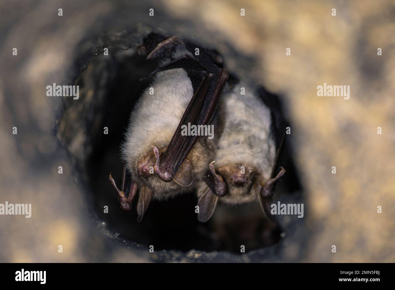 Close up two strange animals Greater mouse-eared bats Myotis myotis ...