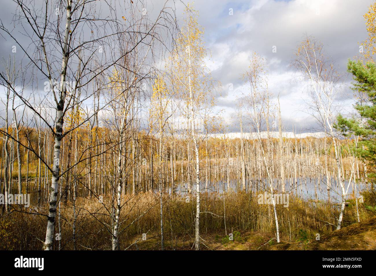 A swamp with dry dead trees, logs, and flowering cattails ...