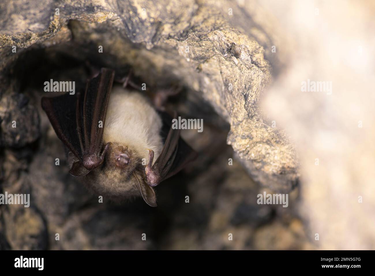 Close up strange animal Greater mouse-eared bat Myotis myotis hanging ...